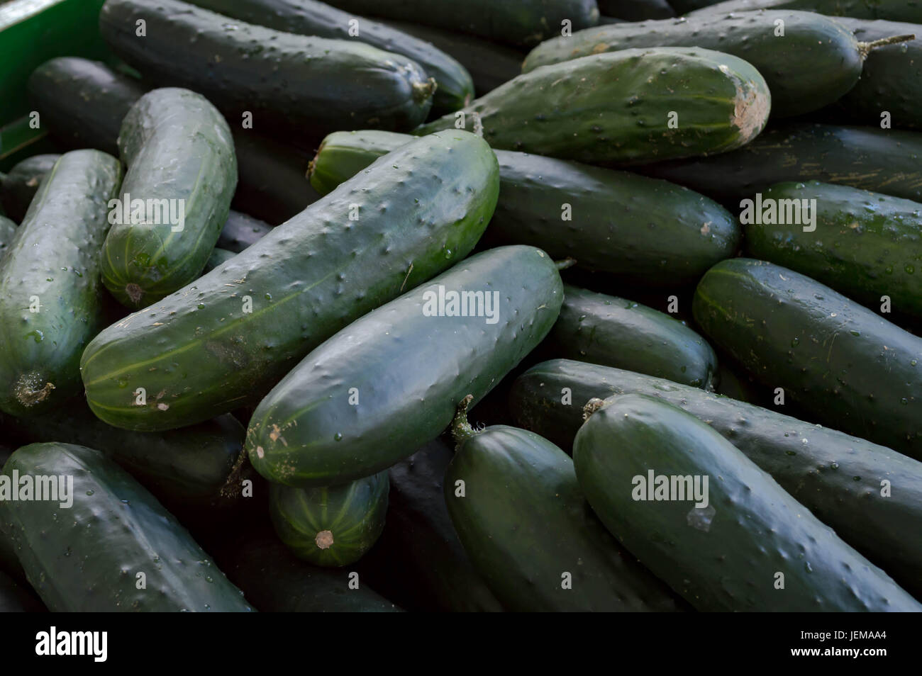 Cucumbers farmers hi-res stock photography and images - Alamy