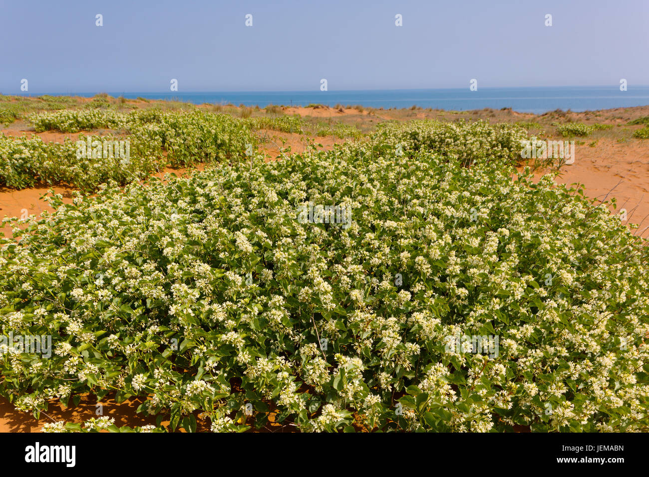 Habitat flora hi-res stock photography and images - Alamy