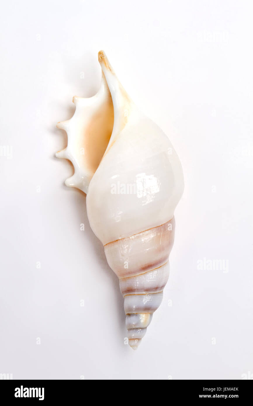 Sea shell isolated on white. Vertical image of ornament marine conch ...