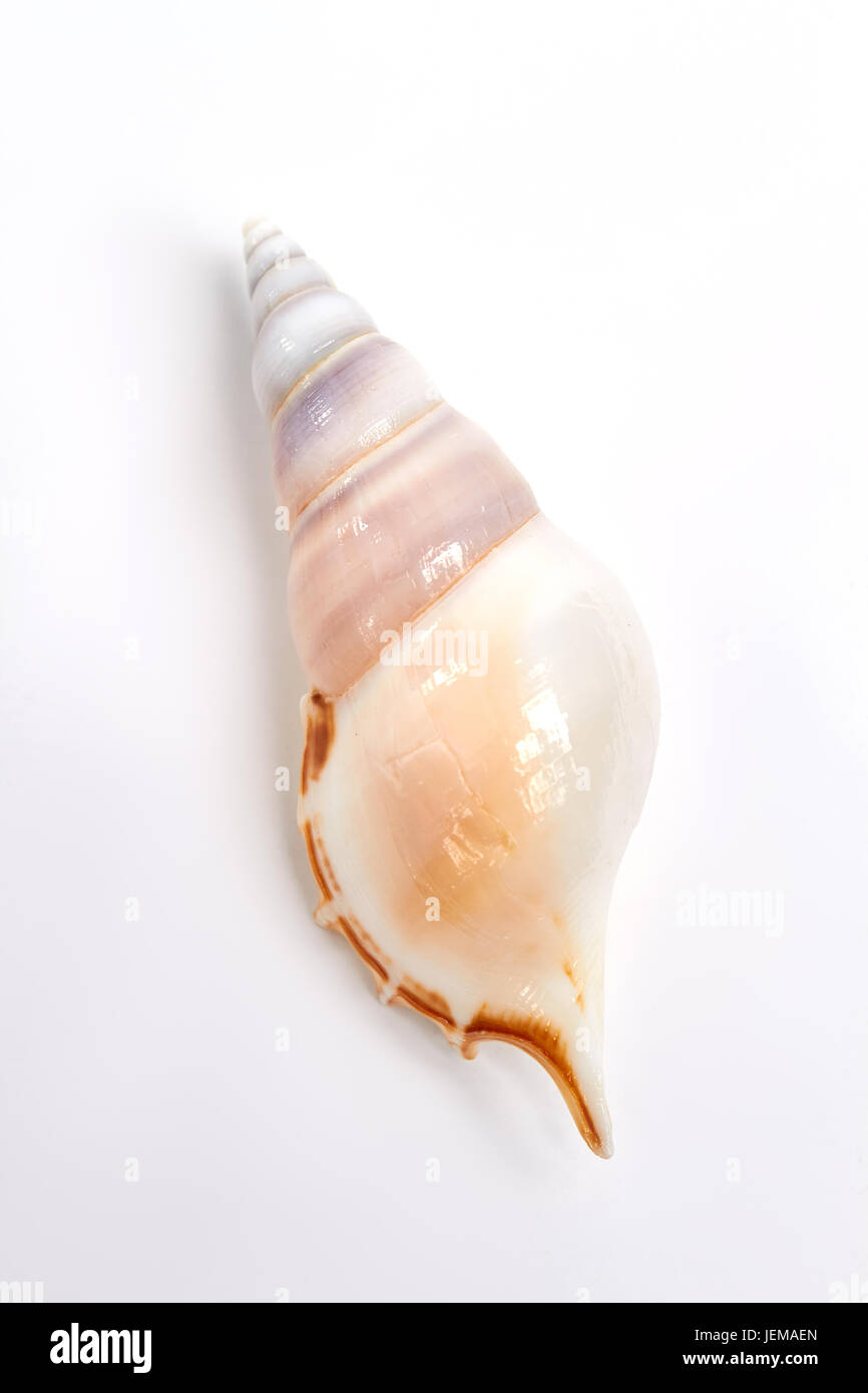 Spiral shaped shell hi-res stock photography and images - Alamy