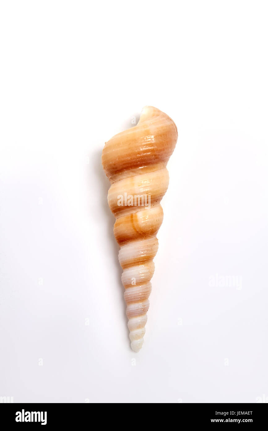 Spiral marine object, white background. Tropical aquatic shell for ...
