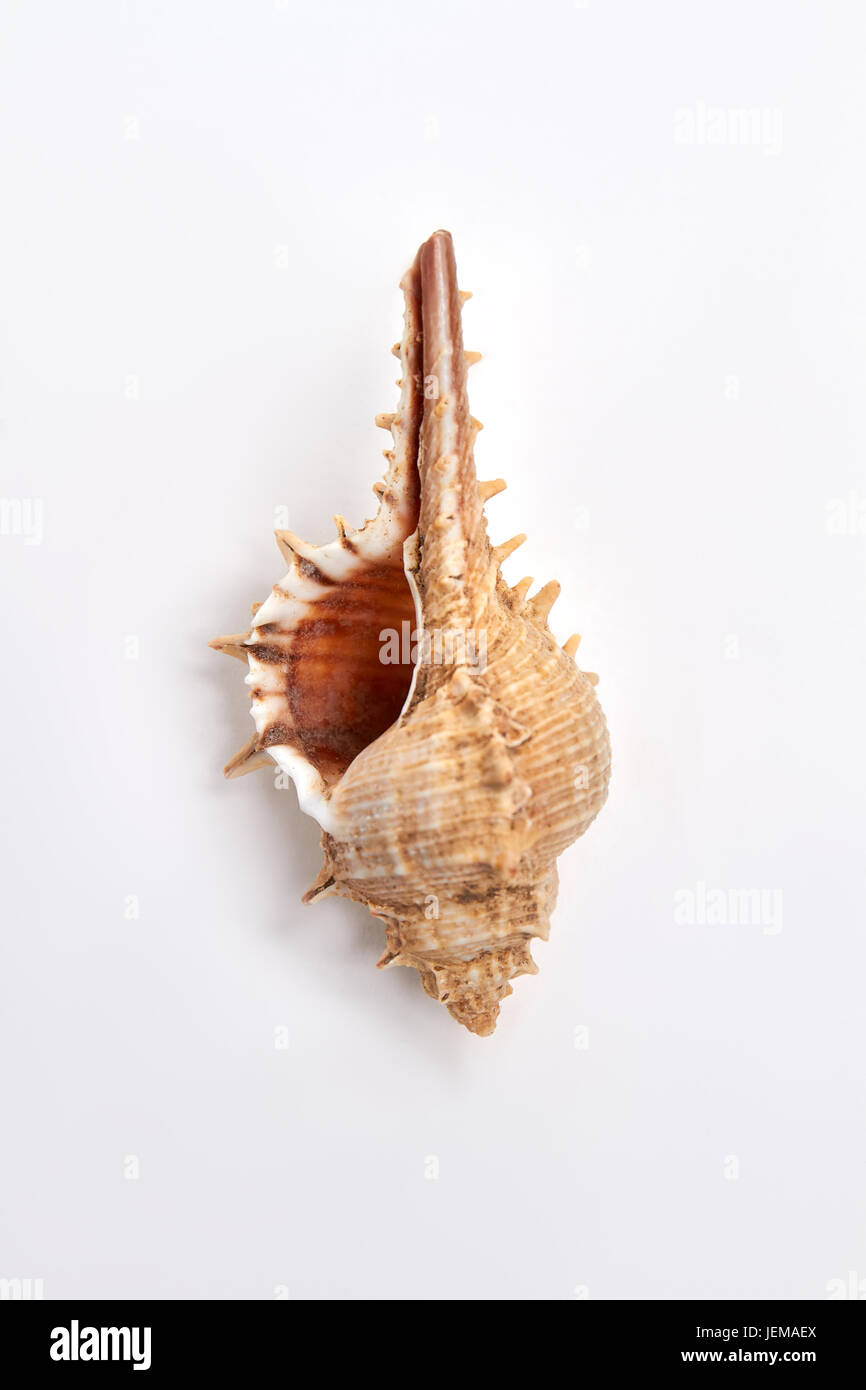 Beautiful sea shell, white backround. Oceanic decoration object ...