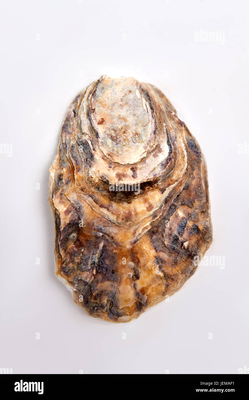 Sea stone object, white background. Large marine natural ornament ...