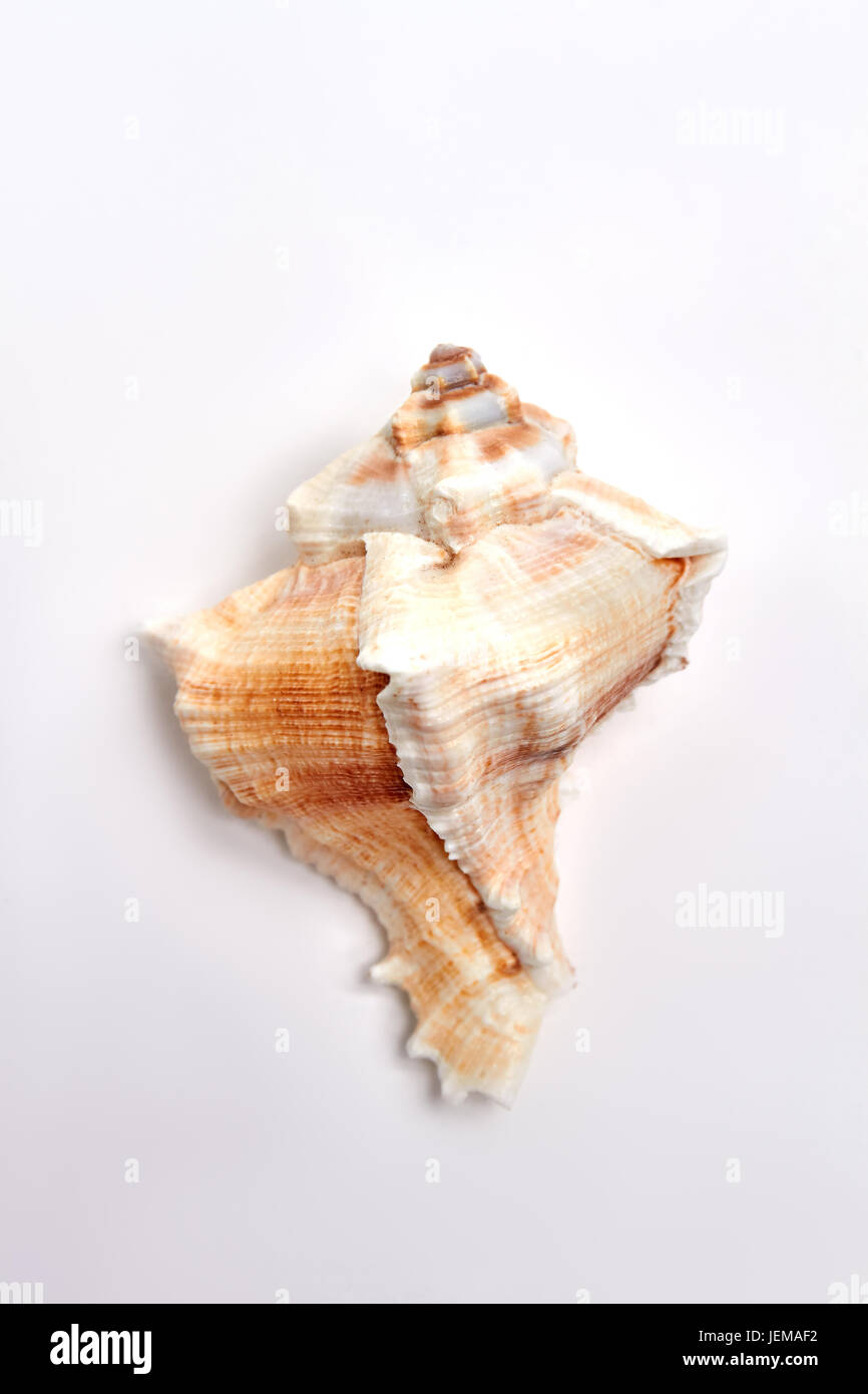 Beautiful sea shell, white background. Aquatic beauty object for decor ...