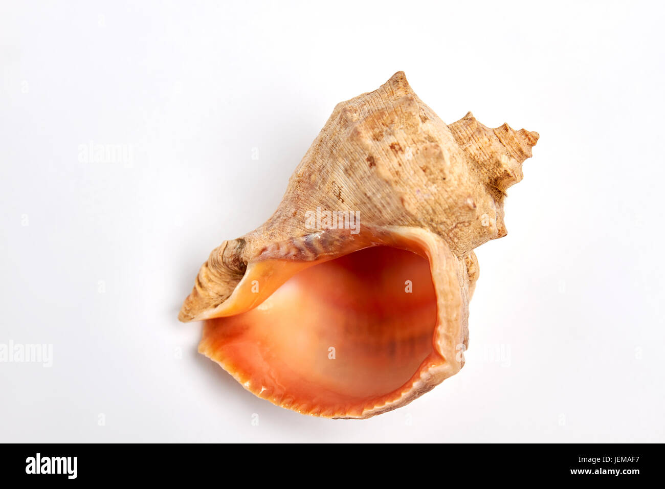 Close up of empty sea shell. Beautiful natural sea shell for decor ...