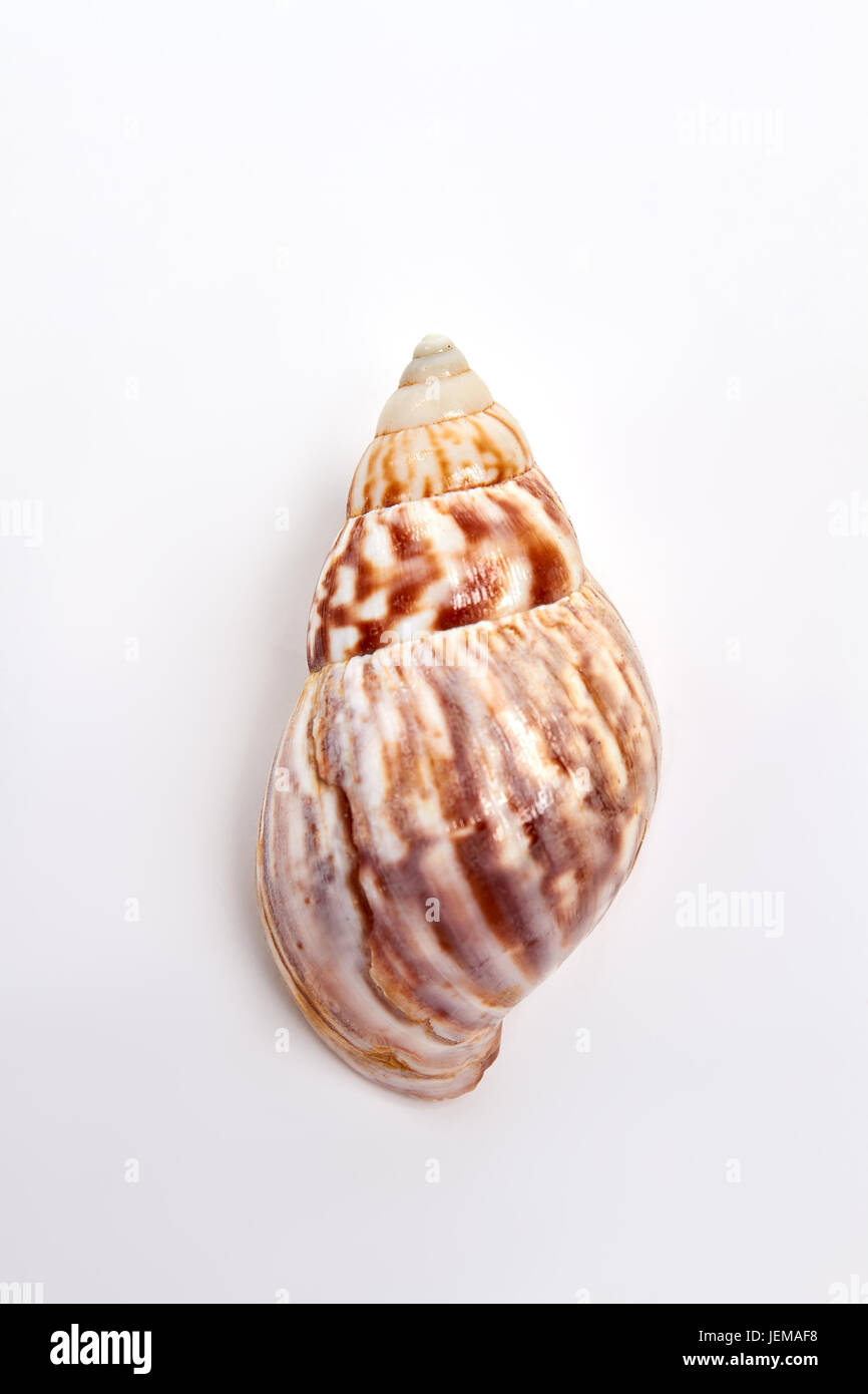 Natural marine souvenir, white background. Colorful object of ocean ...