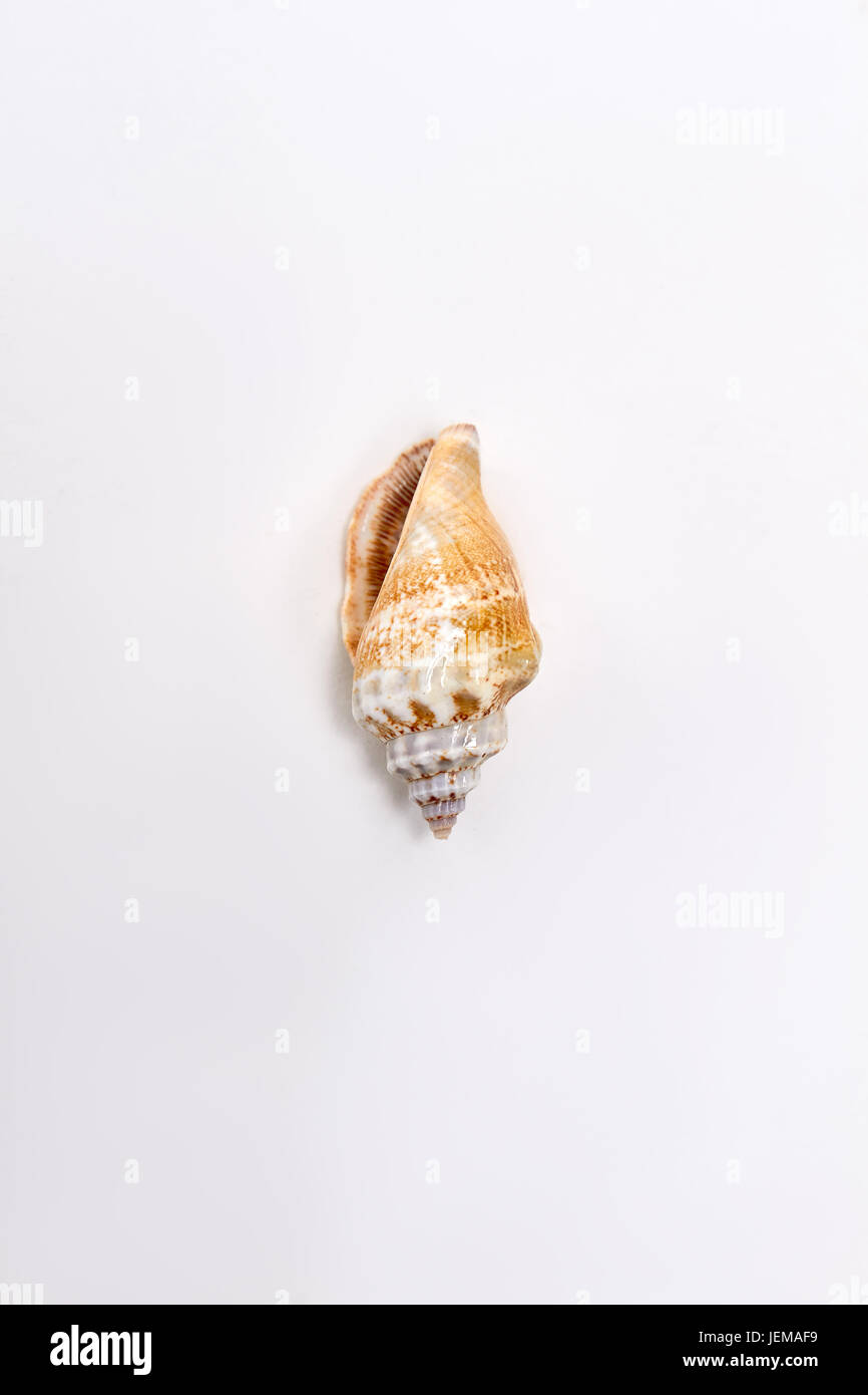 Small sea shell isolated on white. Beautiful object of ocean nature ...