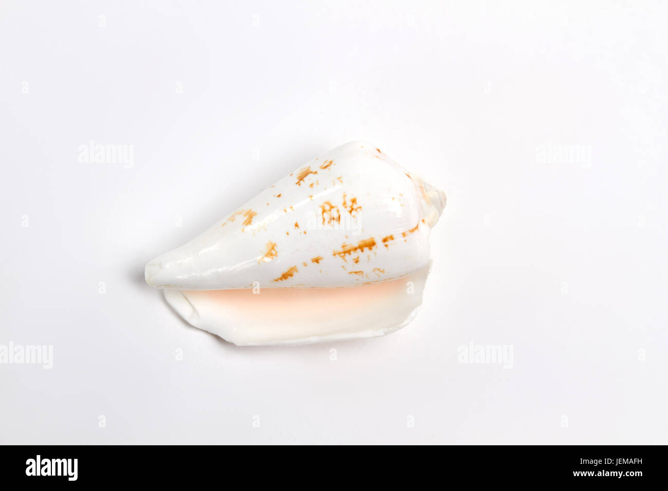 Gift of ocean, white background. Image of white sea shell Stock Photo ...