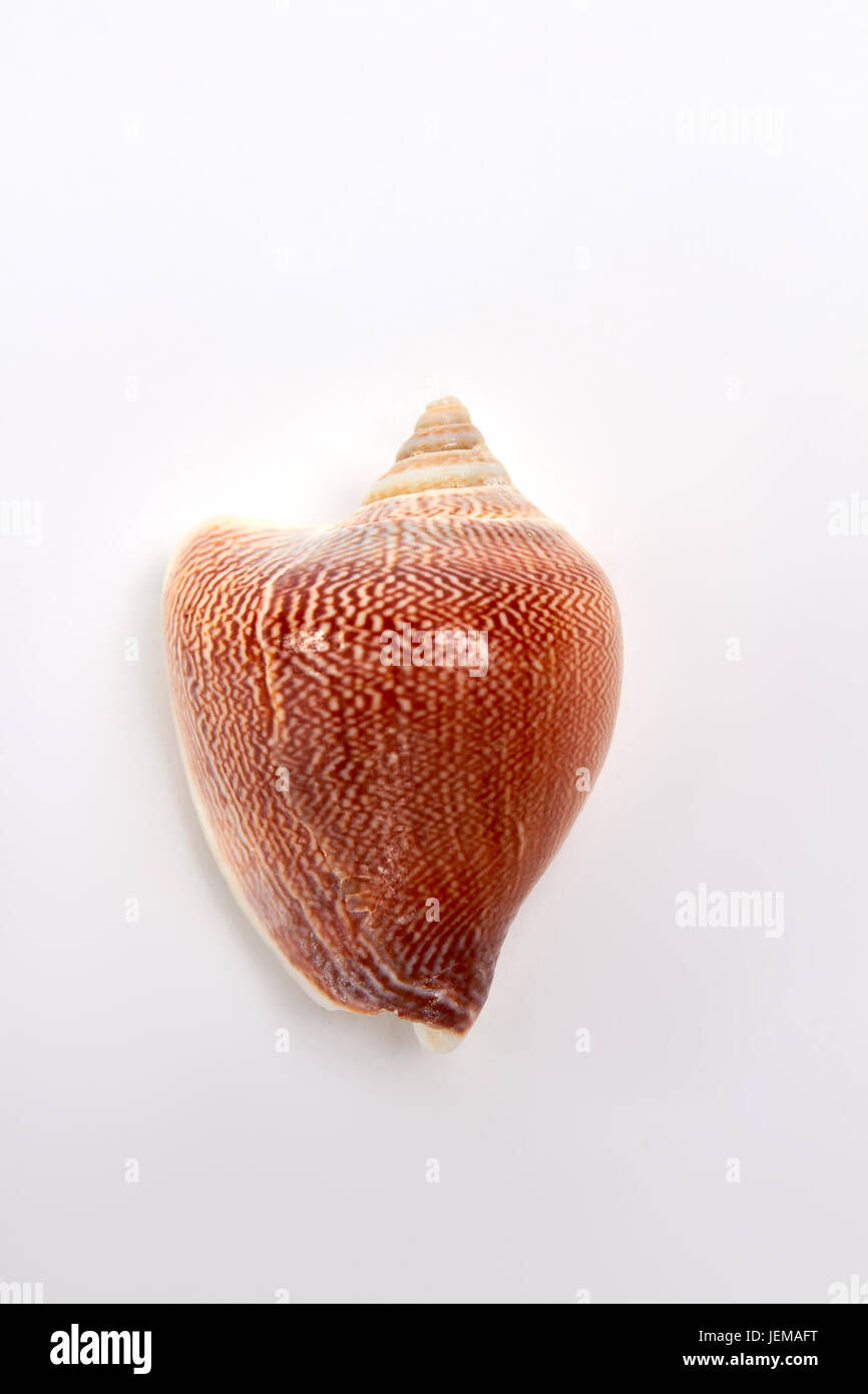 Beautiful image of brown sea shell. Tropical mollusk shell on white ...