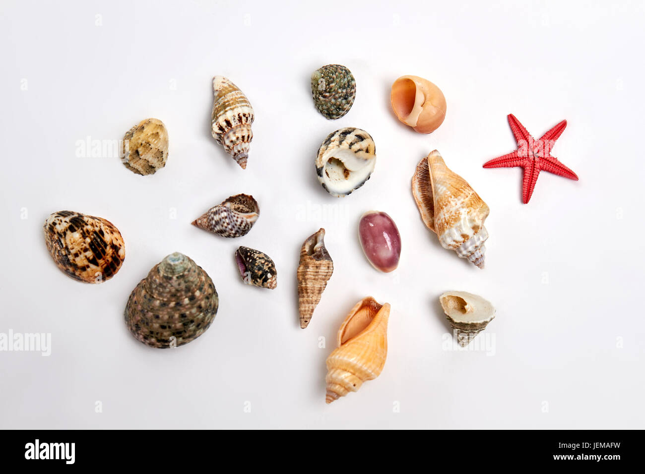 Collection of different sea shells. Small ocean objects on white ...