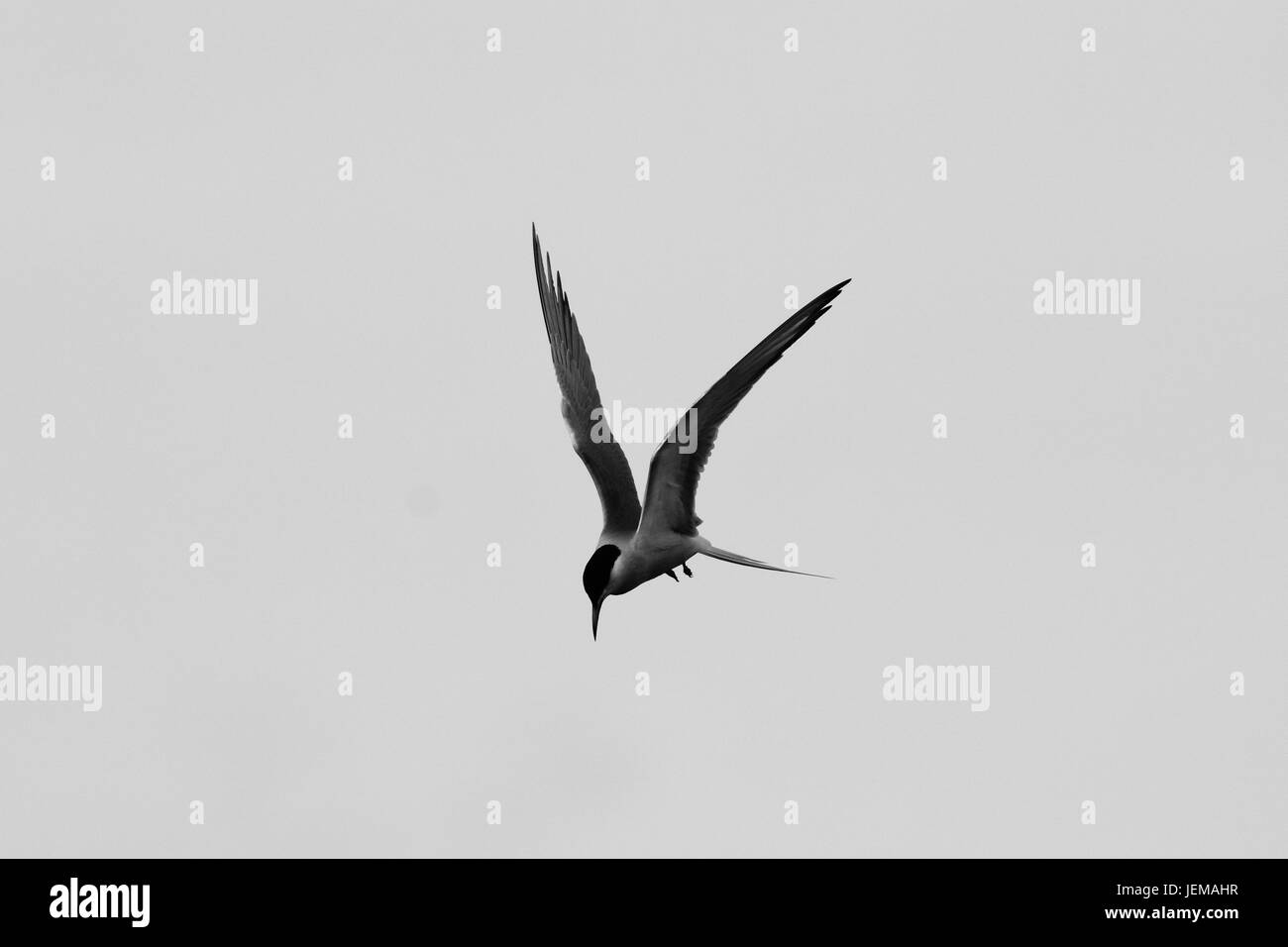 Common tern in mid flight hovering with full wing span on display Stock ...