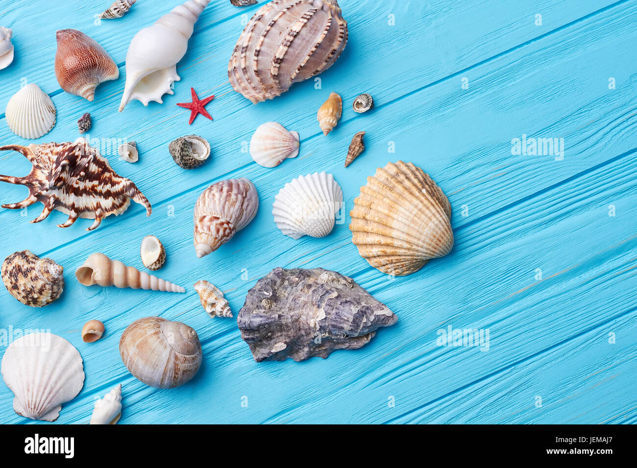 Set of shells hi-res stock photography and images - Alamy