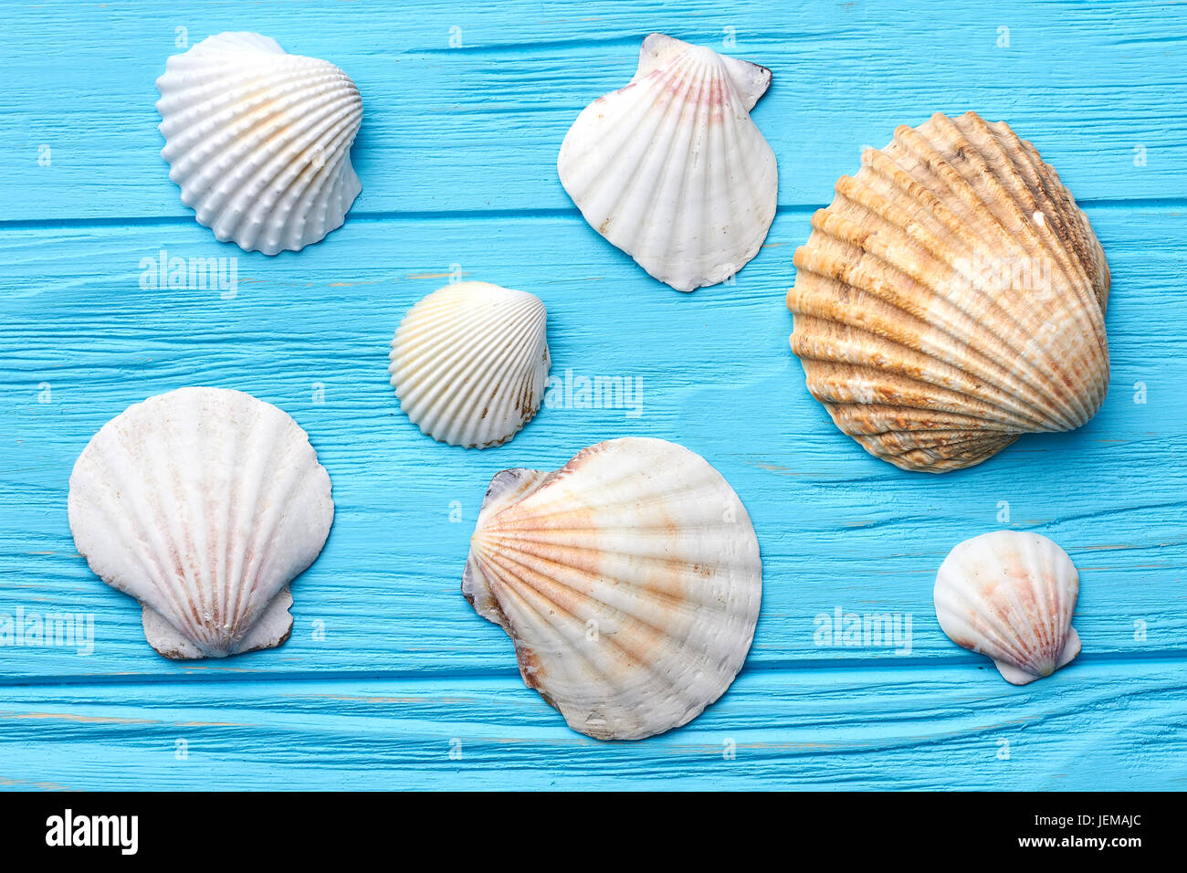 Several sea shells close up. Marine clams on blue background Stock ...
