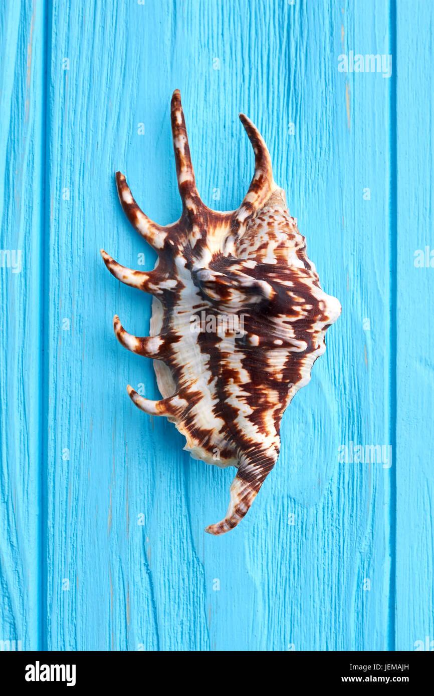 Exotic sea shell close up. Beautiful aquatic shell on blue wooden ...