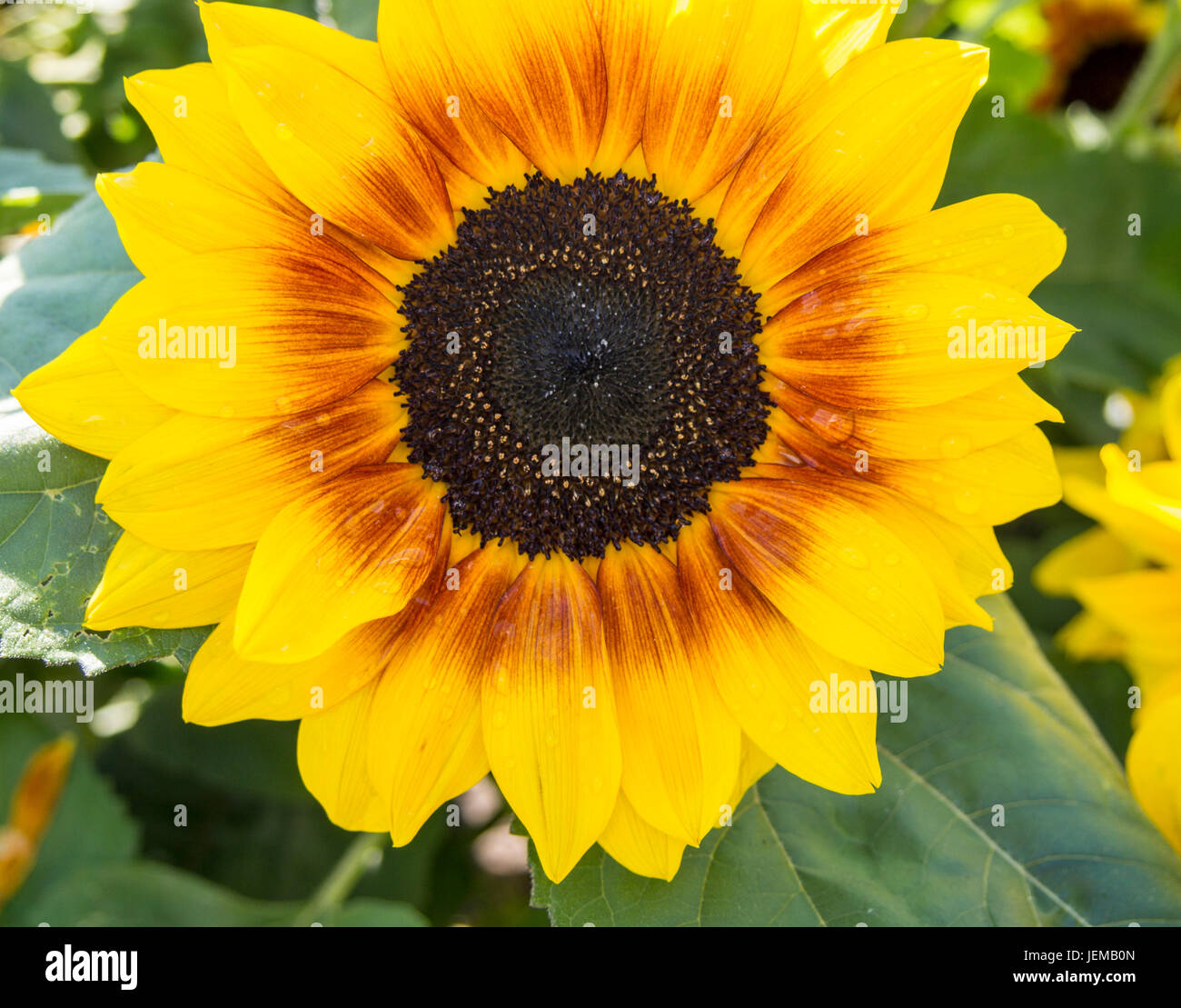 Yellow and Red Sunflower Bloom: A large bright yellow and rusty red ...