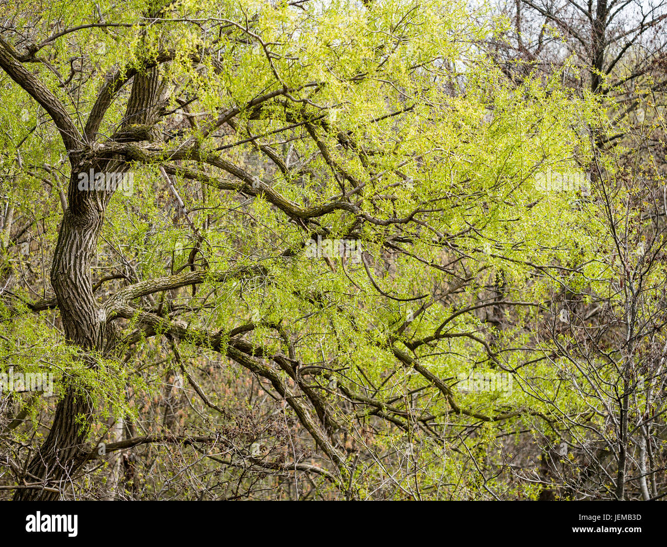 Old trees with new leaves hi-res stock photography and images - Alamy