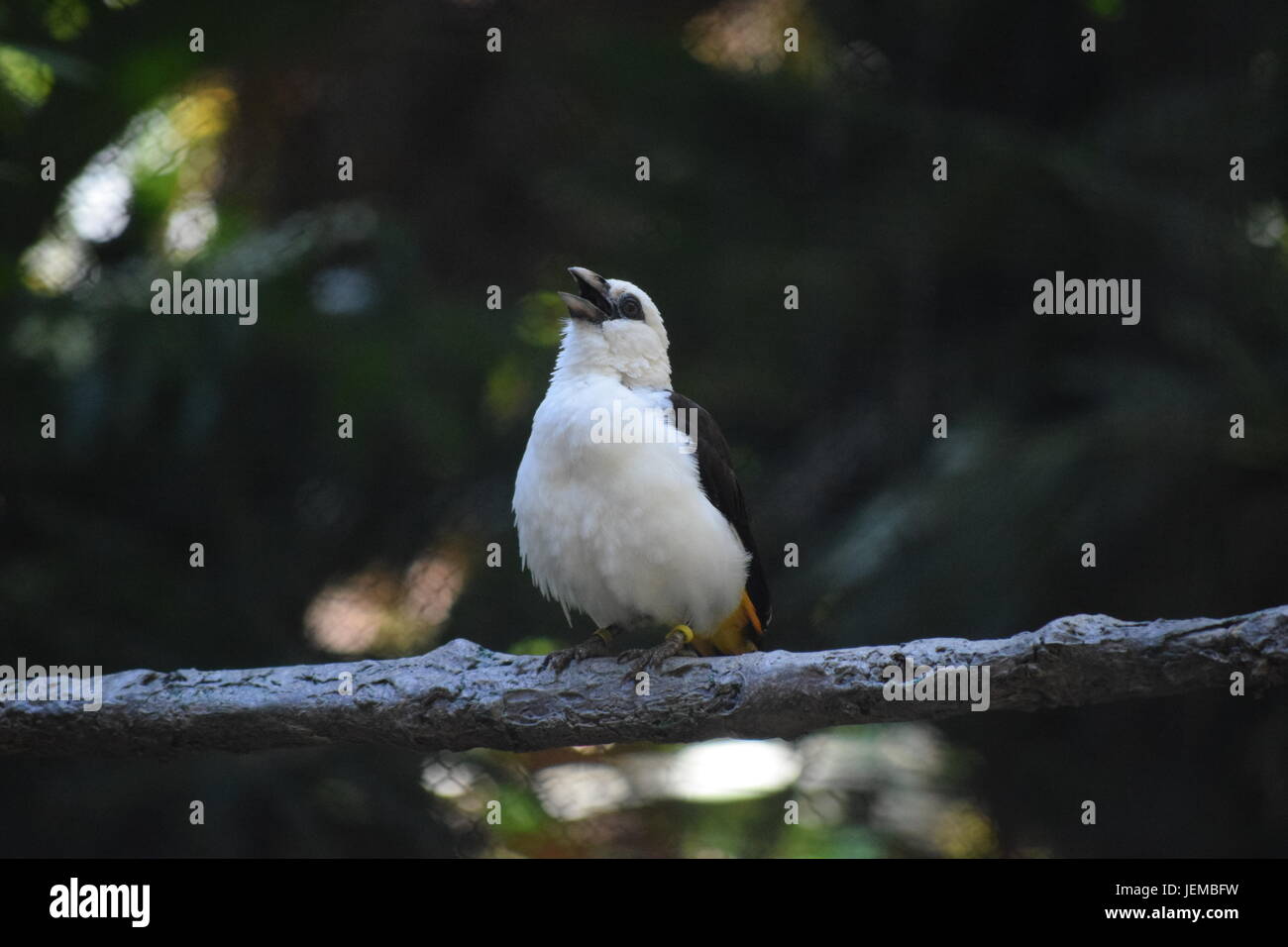At the aviary at the San Diego Zoo Stock Photo - Alamy