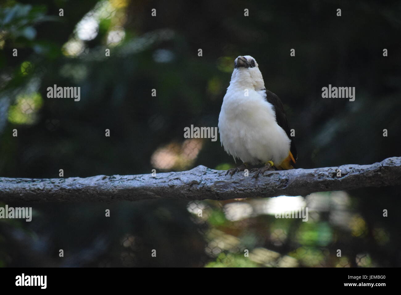 At the aviary at the San Diego Zoo Stock Photo - Alamy