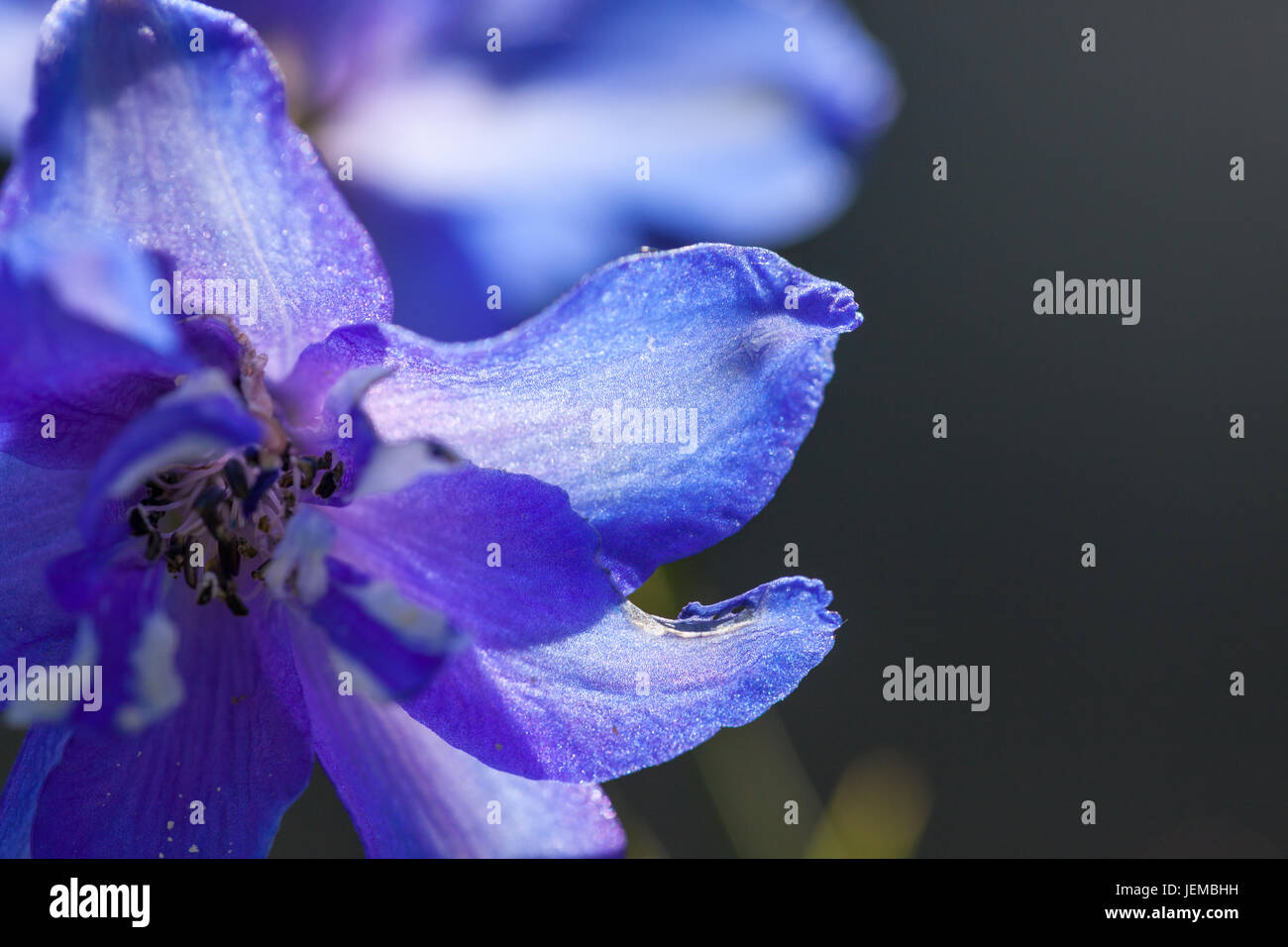 A blue delphinium flower in the sunshine adds color and beauty to home ...