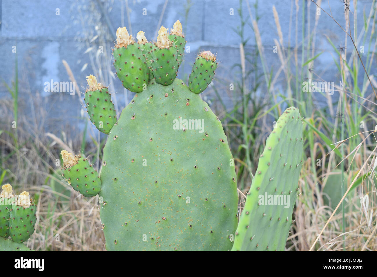 Prickly pears on tree hi-res stock photography and images - Alamy