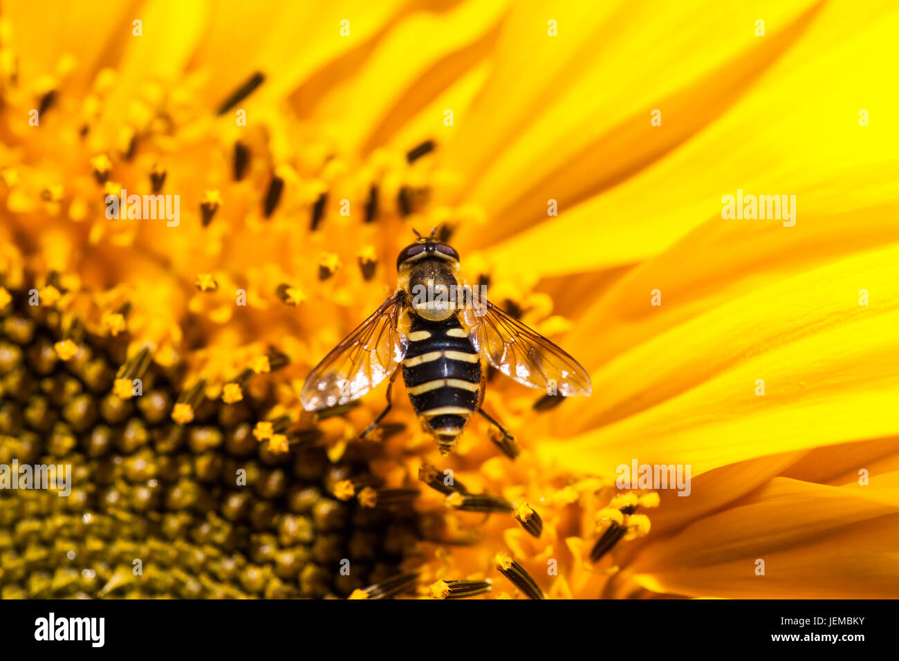 A small black and yellow hover fly that looks like a bee is resting on ...