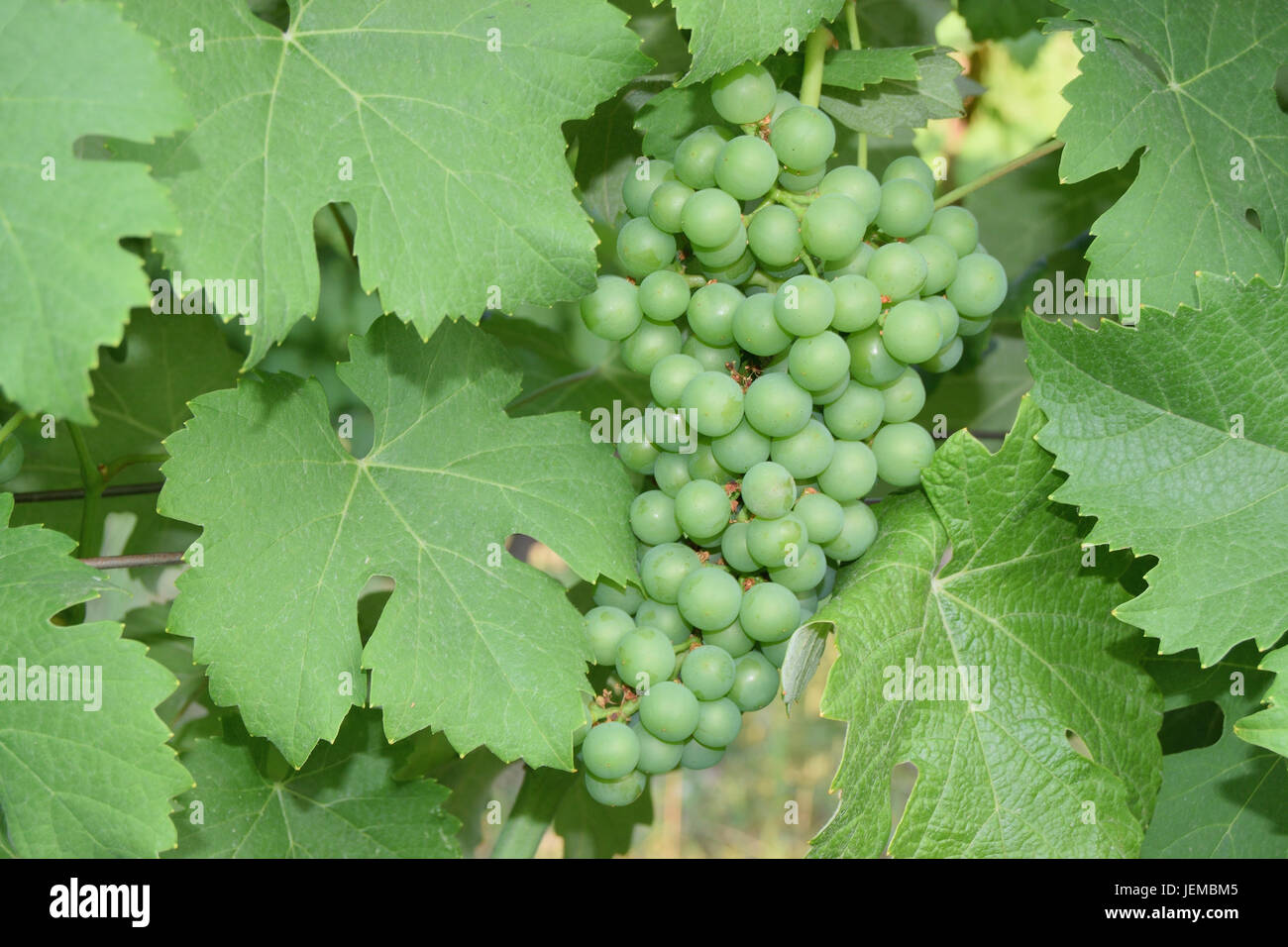 Cardinal grapes hi-res stock photography and images - Alamy