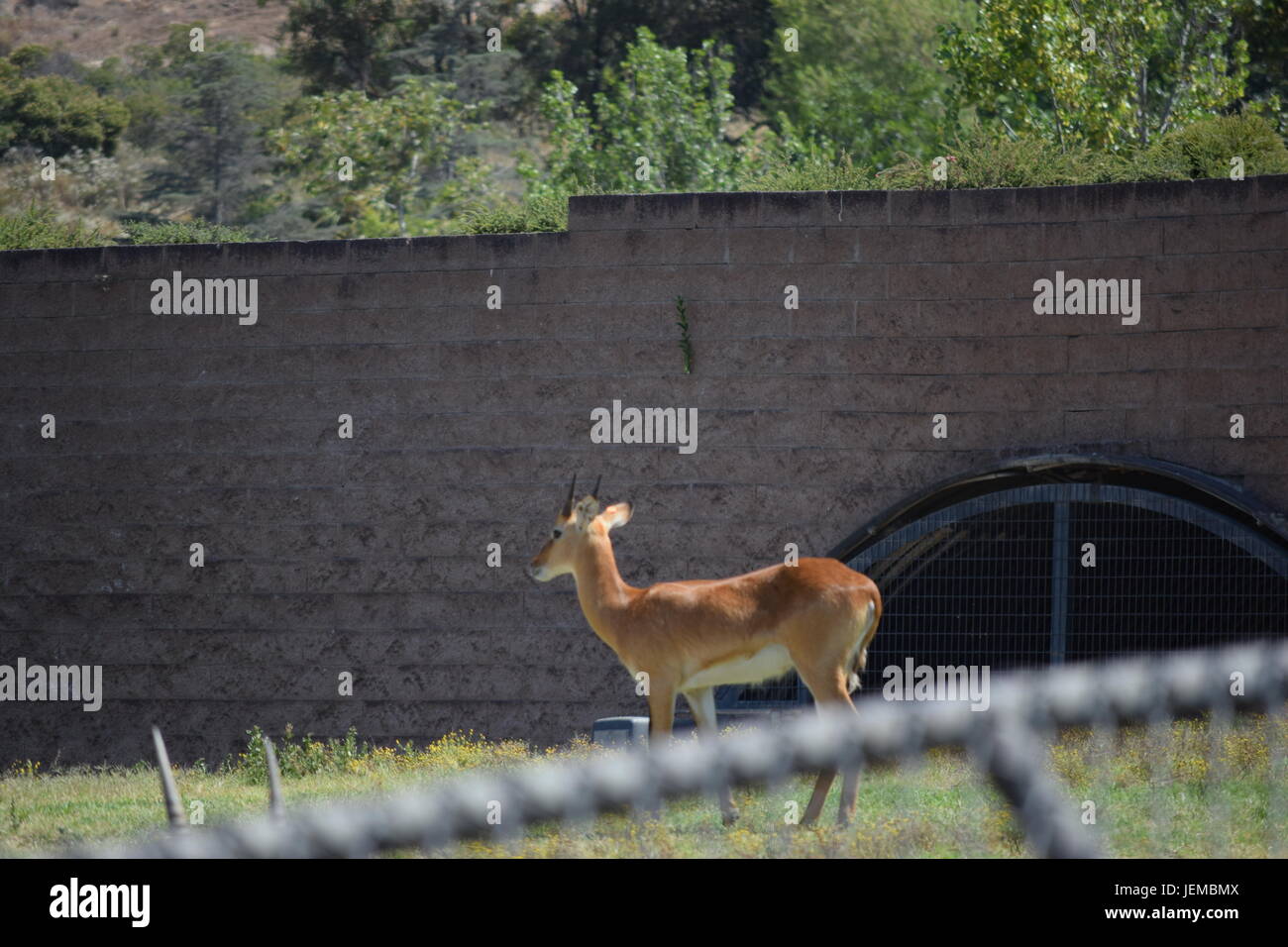 Female antelope hi-res stock photography and images - Alamy