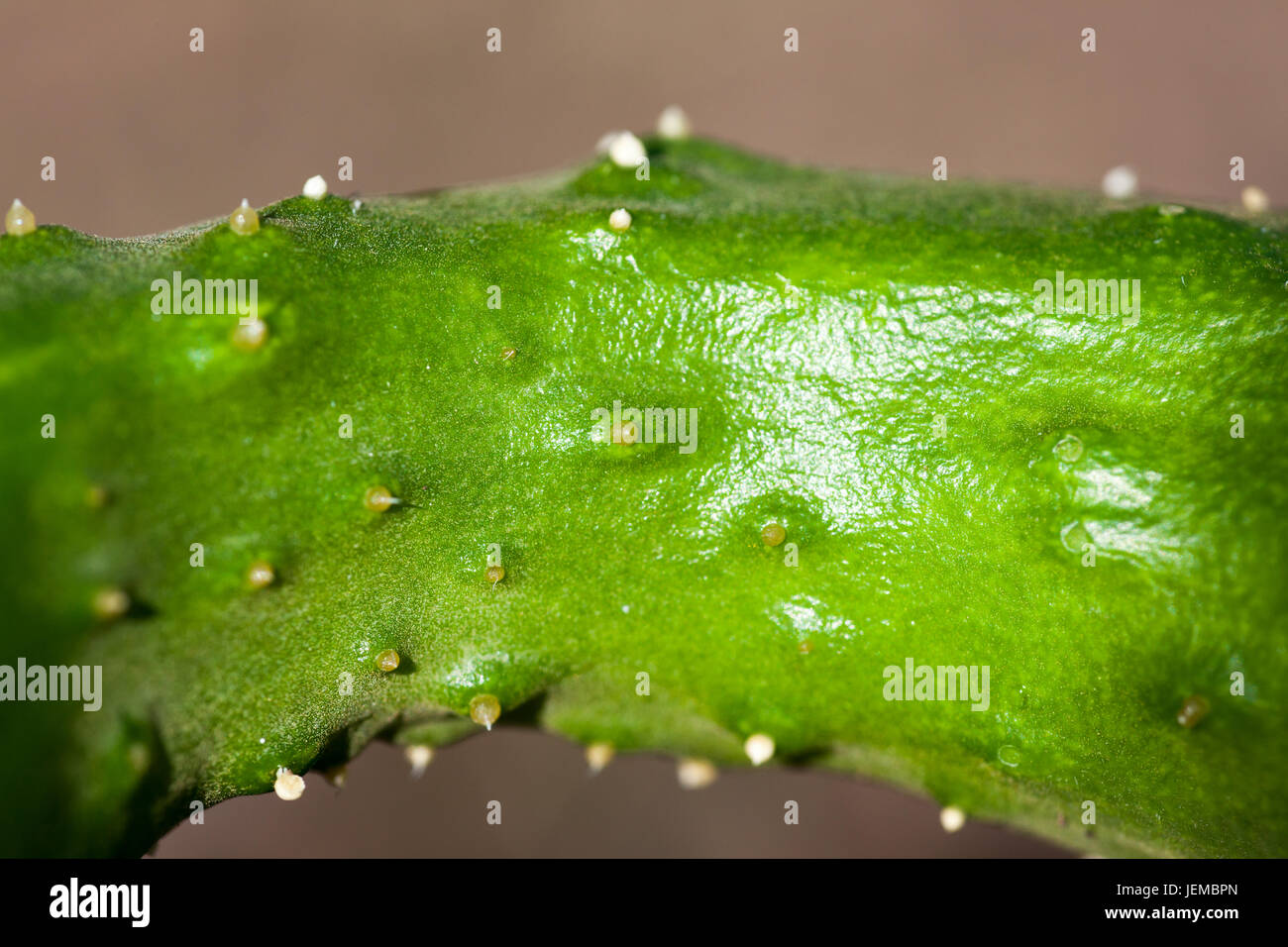 Small white nodes or thorns on top of bumps in the skin of a pickling ...