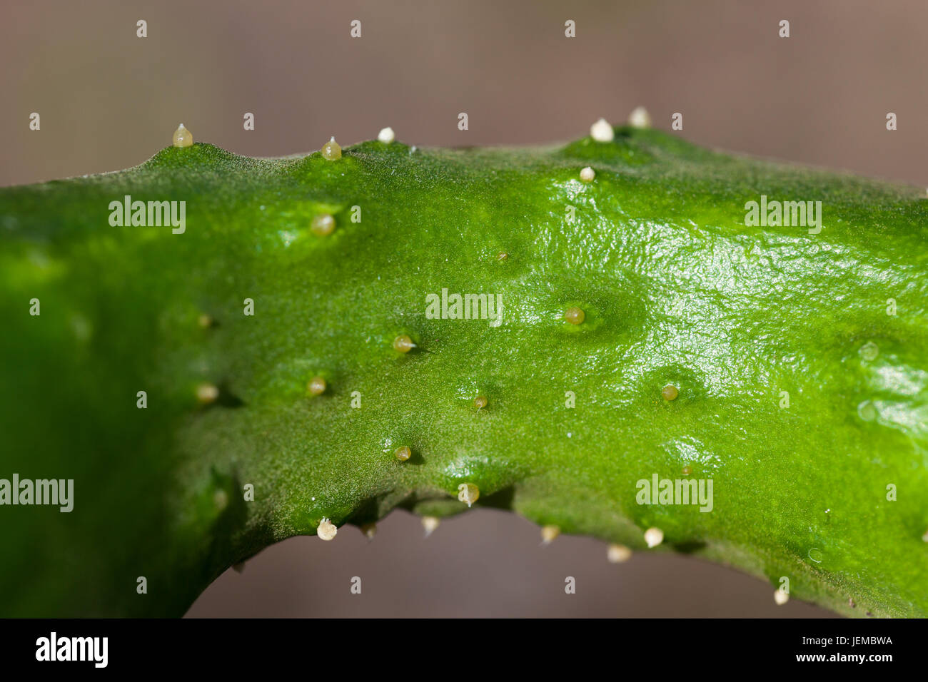 Small white nodes or thorns on top of bumps in the skin of a pickling ...