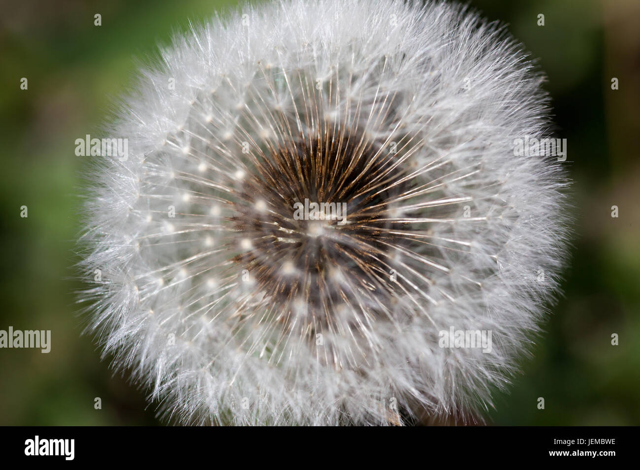 Dandelion puffs hi-res stock photography and images - Alamy