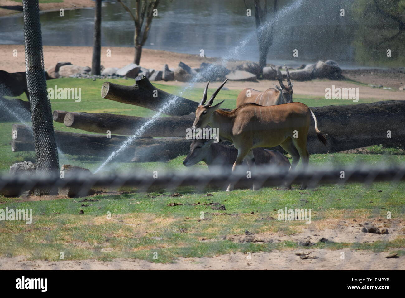 Arabian oryx antelope hi-res stock photography and images - Alamy