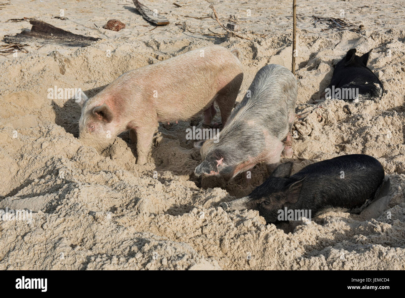 Betania village is noted for its "sunbathing pigs", Morondava ...