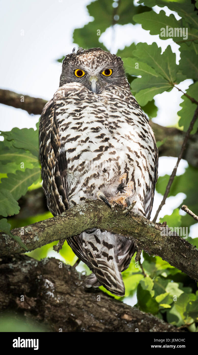 Powerful Owl In oak tree Stock Photo - Alamy