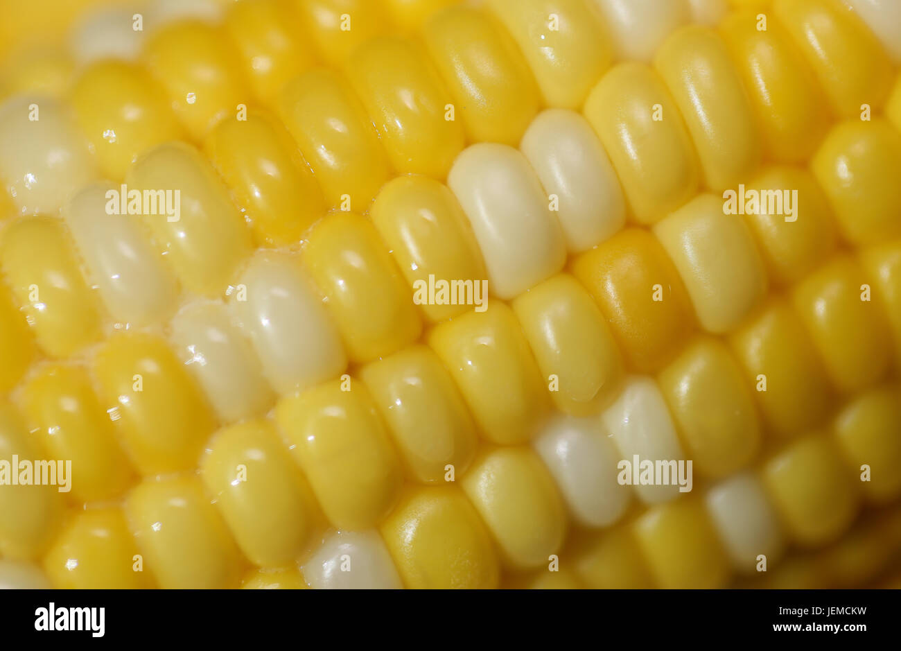 Close up, full frame shot of a boiled, bright yellow ear of corn with ...