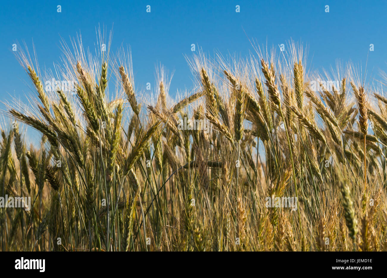 Wheat Field Backlit by Morning Sun Stock Photo - Alamy
