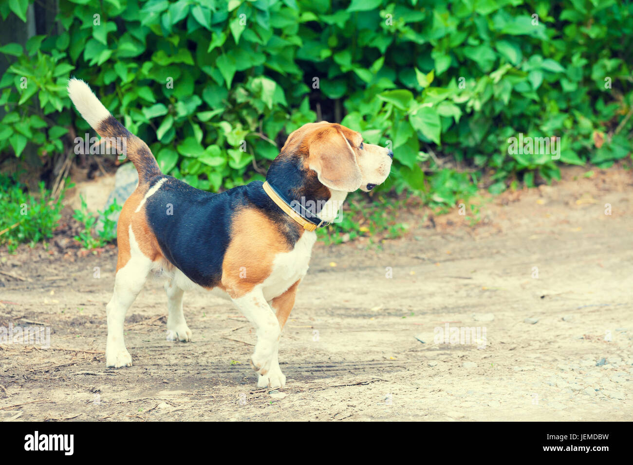 Dog in neck collar hi-res stock photography and images - Alamy