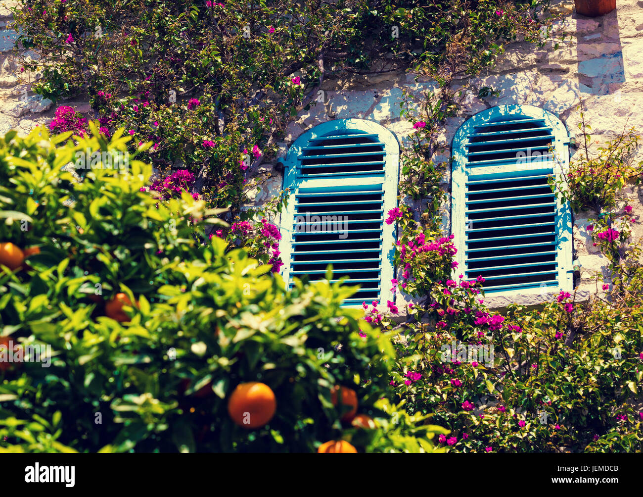 Branches of a mandarin tree with fruits in spring near old house Stock ...