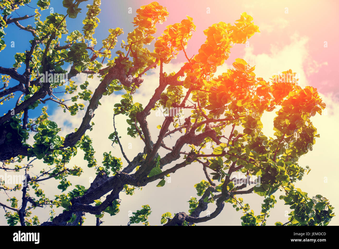 Fig tree in spring against blue sky at sunset Stock Photo - Alamy
