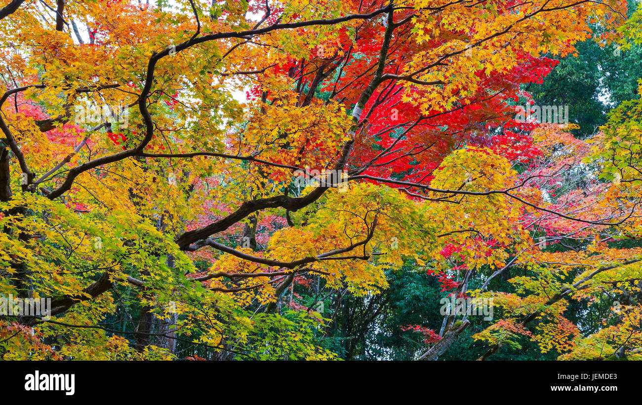 Kotoin temple hi-res stock photography and images - Alamy