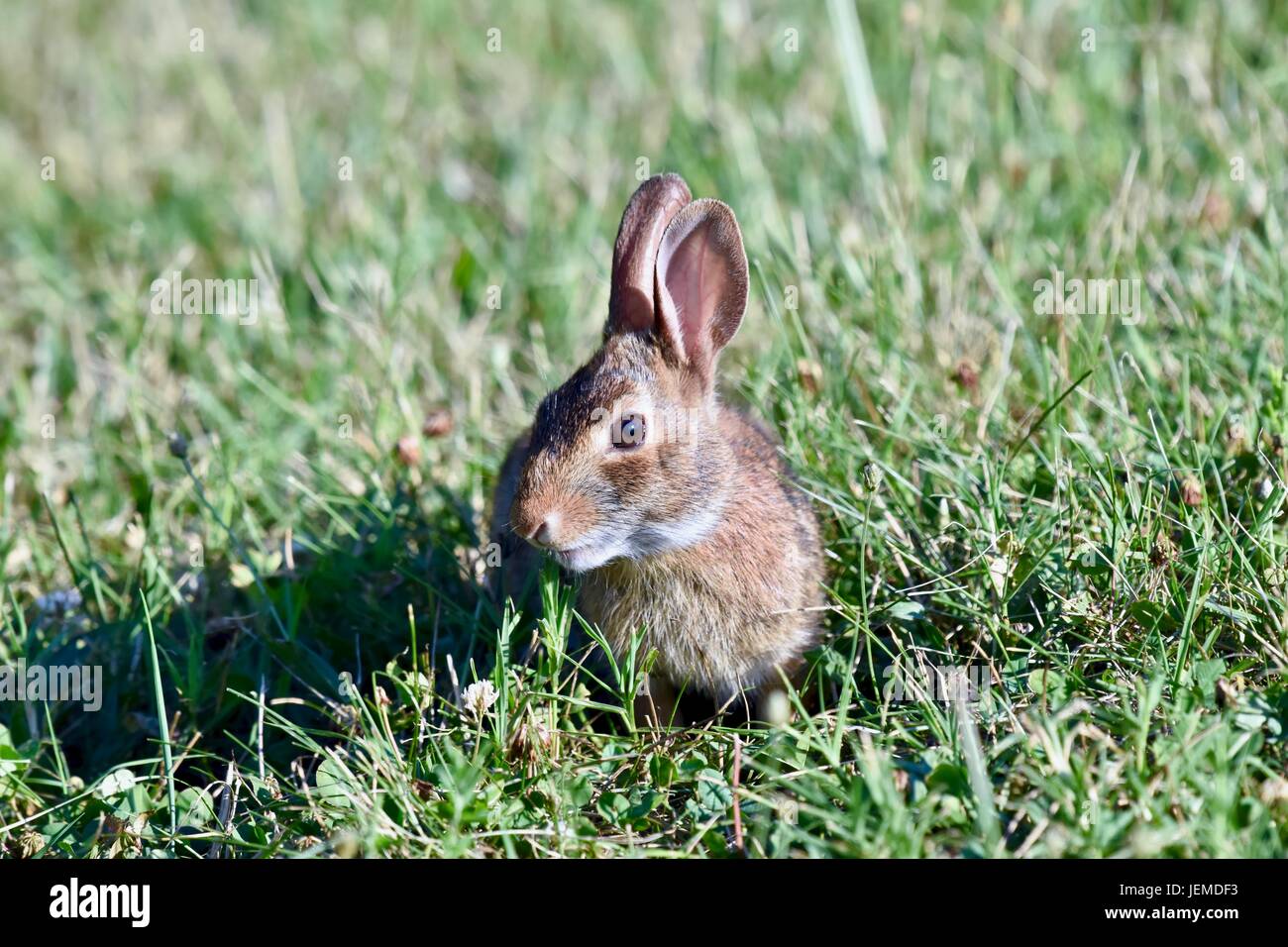Eastern cottontail rabbit (Sylvilagus floridanus Stock Photo - Alamy
