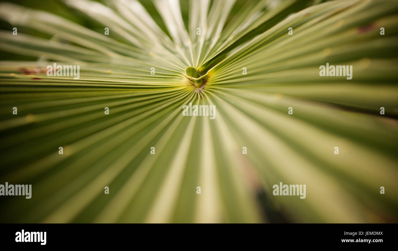 Detail of plants and flowers in a garden Stock Photo - Alamy