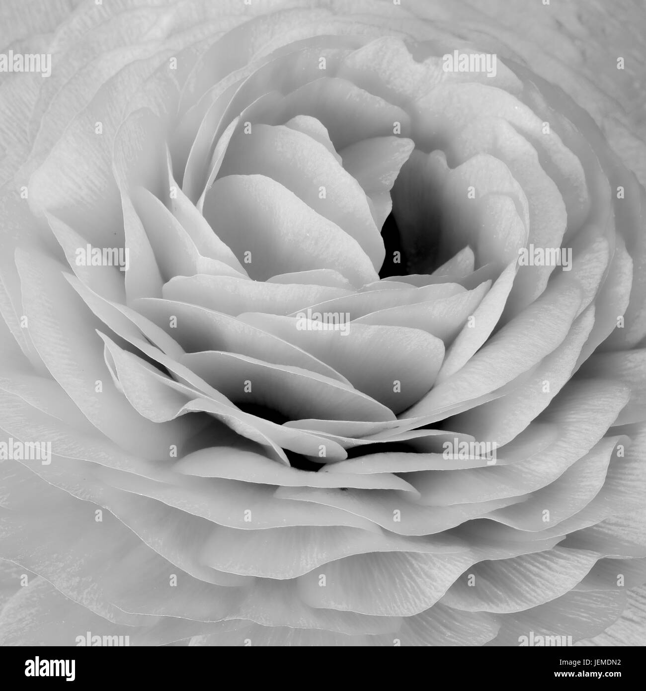 Detail of plants and flowers in a garden Stock Photo - Alamy