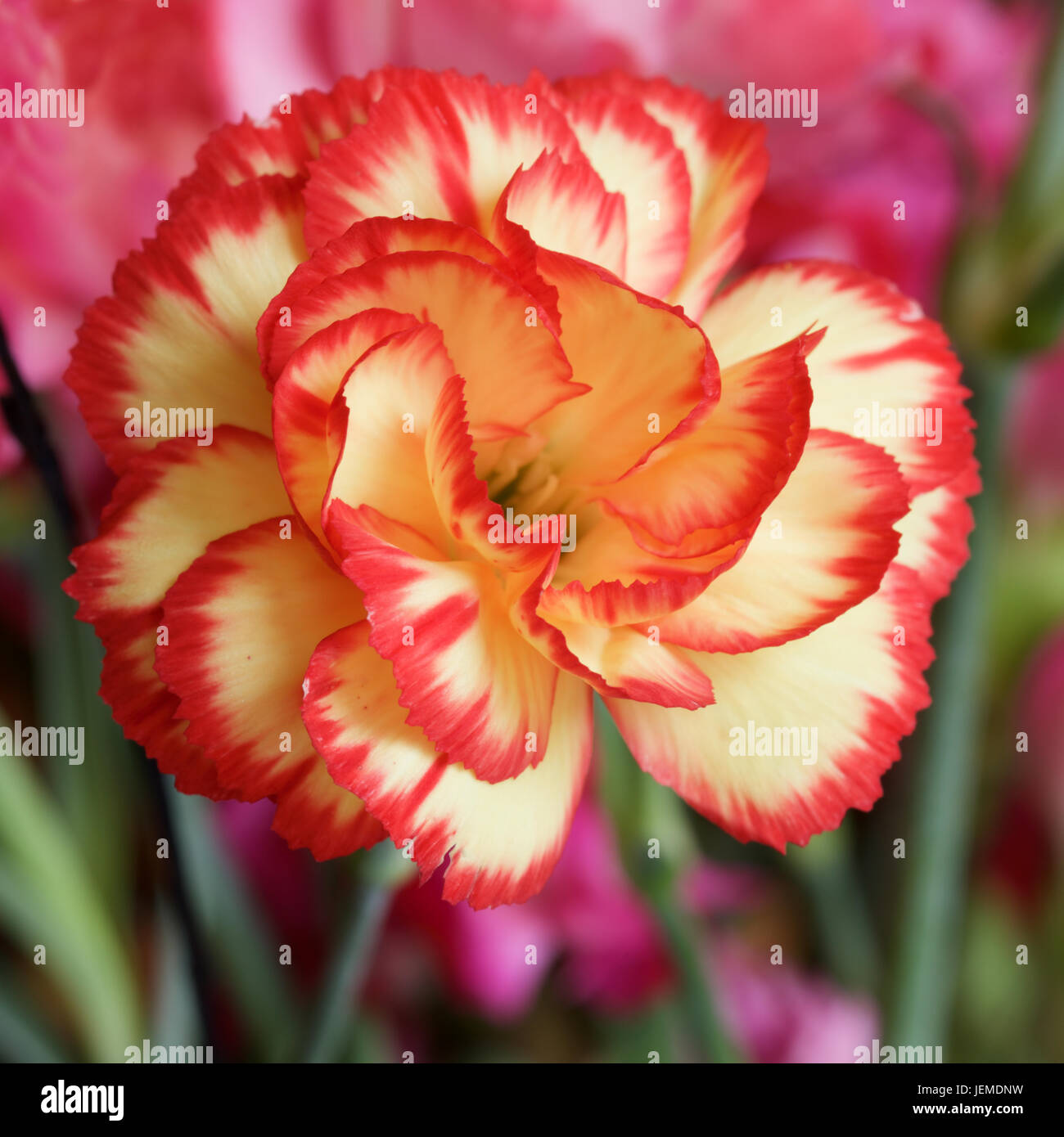 Detail of plants and flowers in a garden Stock Photo - Alamy