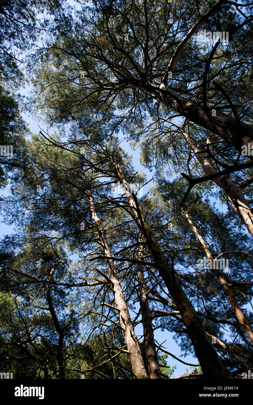 Trees in a forest Stock Photo - Alamy