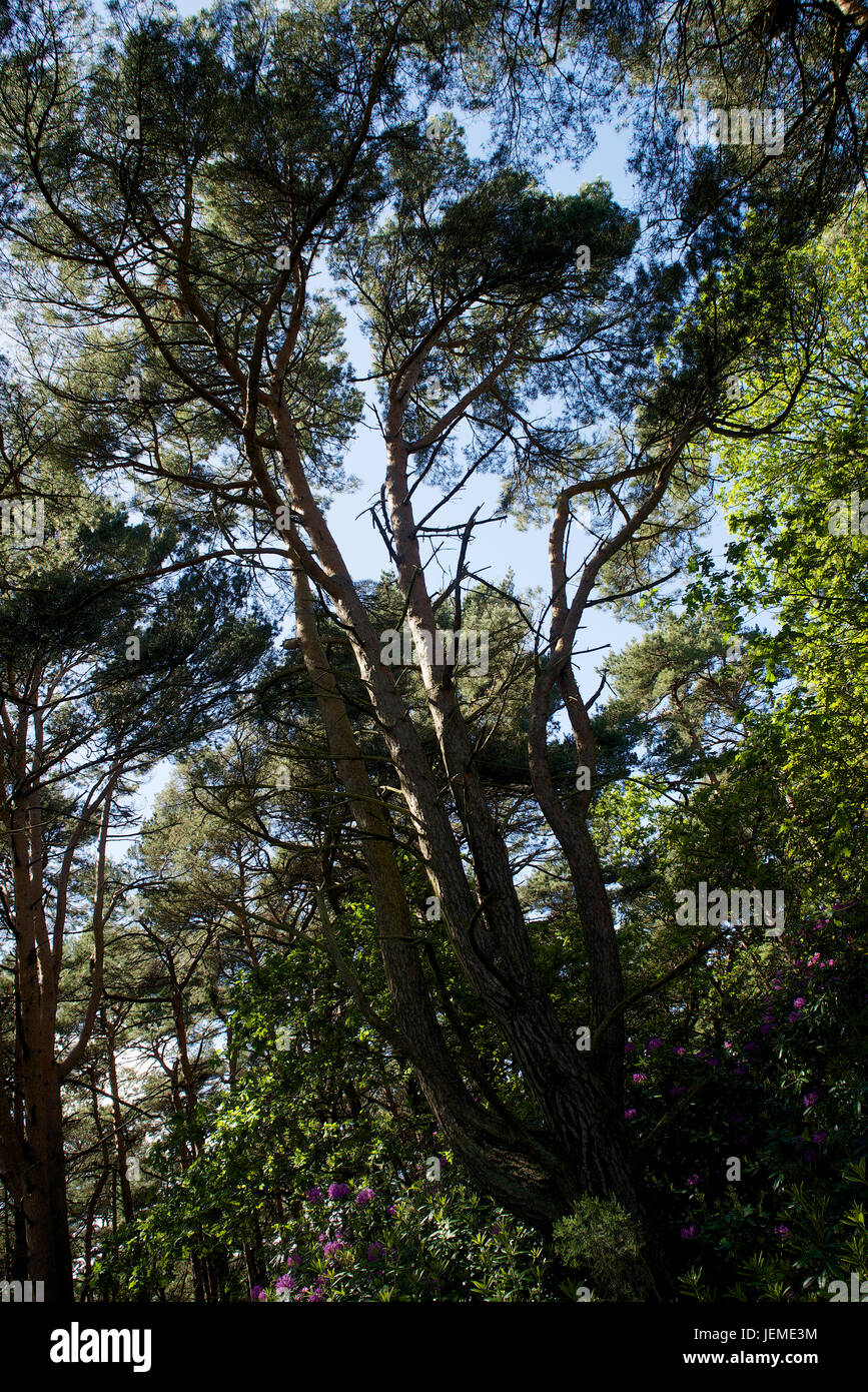 Trees in a forest Stock Photo - Alamy