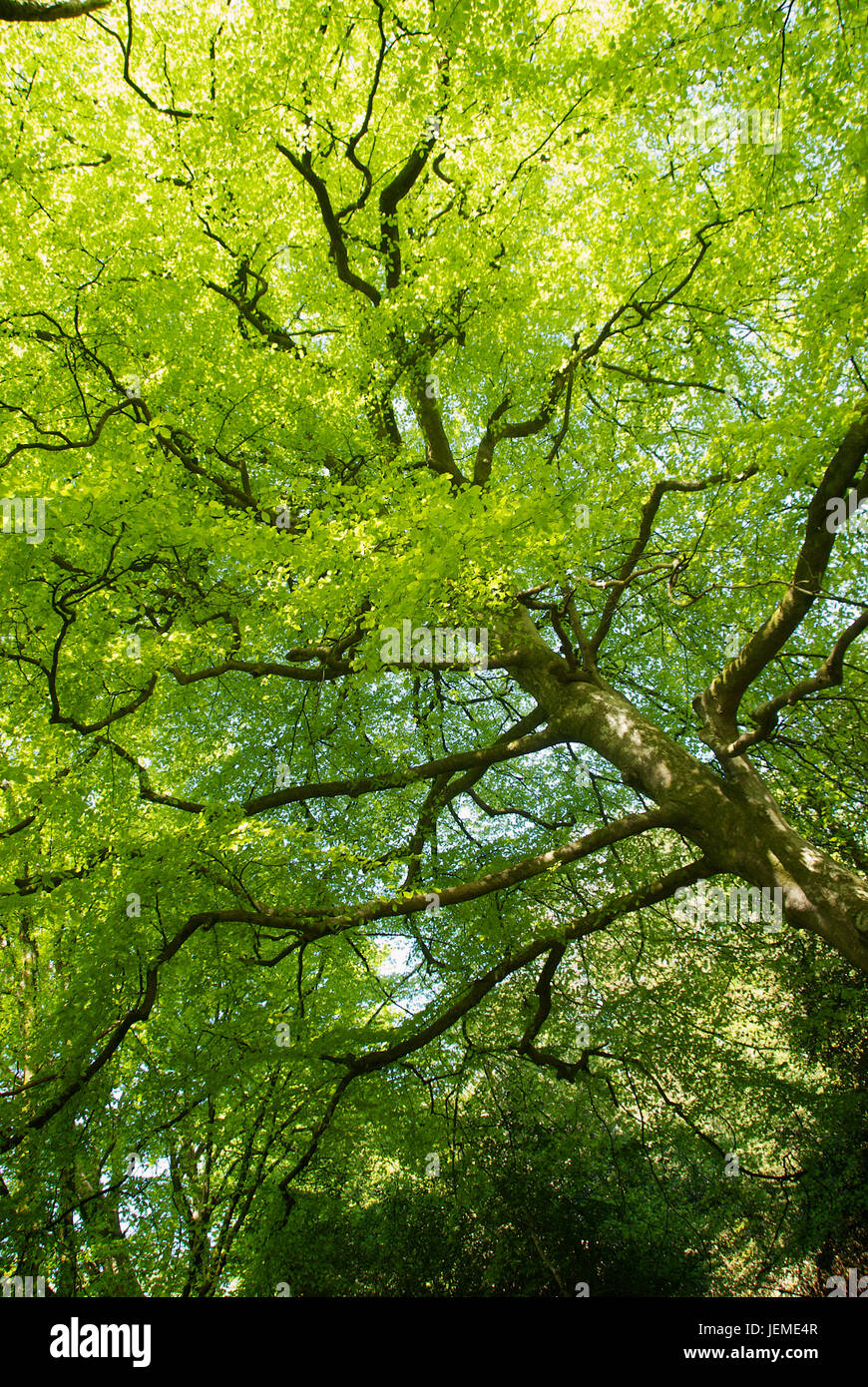 Trees in a forest Stock Photo - Alamy