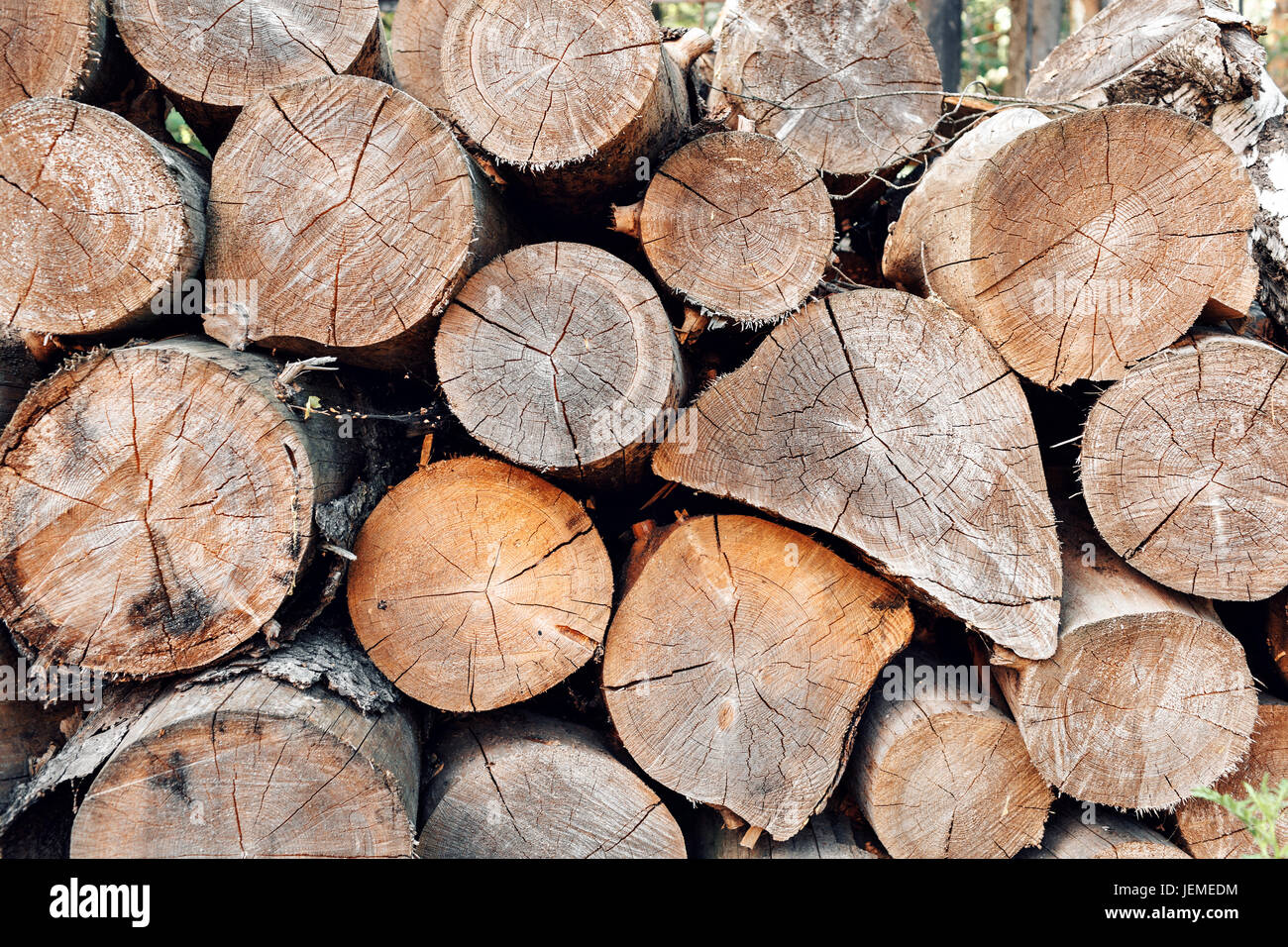 texture of wood log pile background. in forest Stock Photo - Alamy