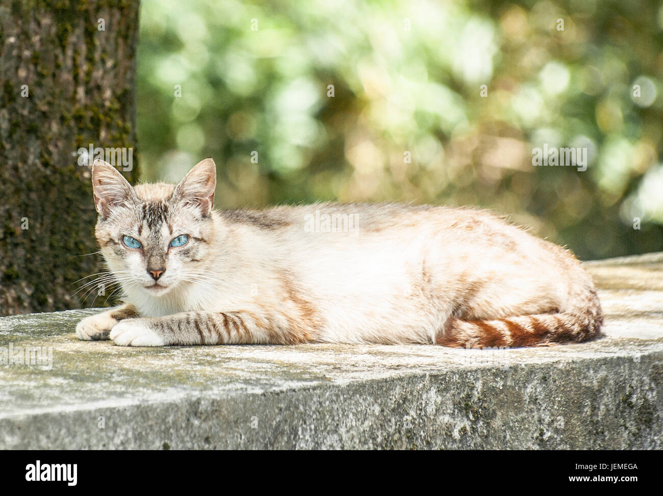 Cat lying down Stock Photo - Alamy
