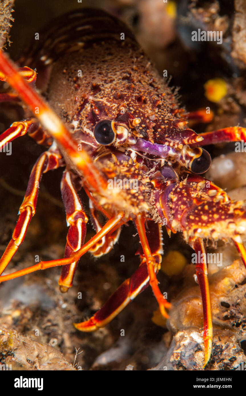 European Spiny Lobster (Palinurus elephas) in Illa Mateua, L'escala ...