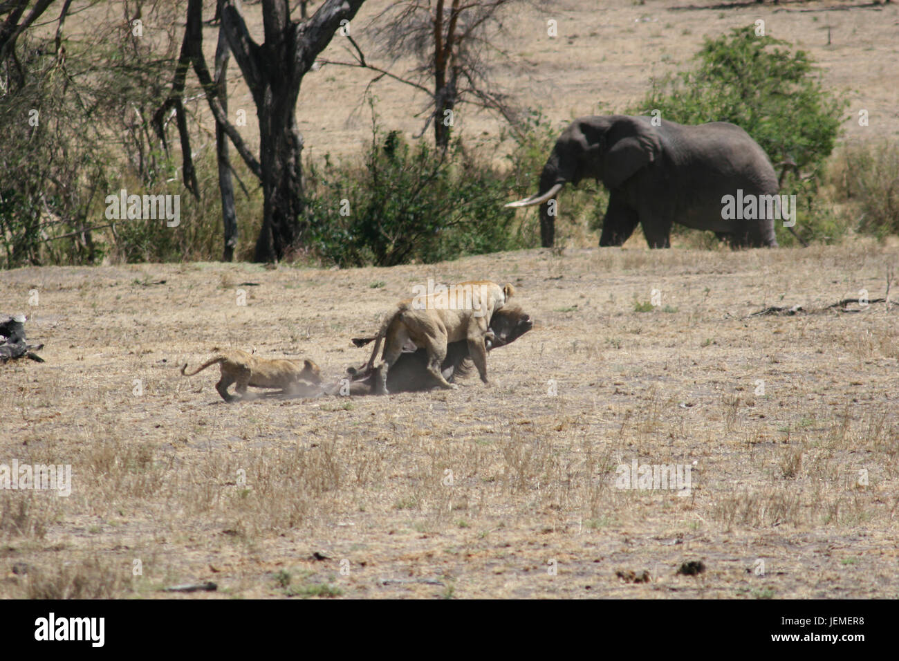 Wild Lion mammal eating buffalo africa savannah Kenya Stock Photo - Alamy